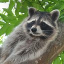 Russian_Raccoon's profile | Minimap